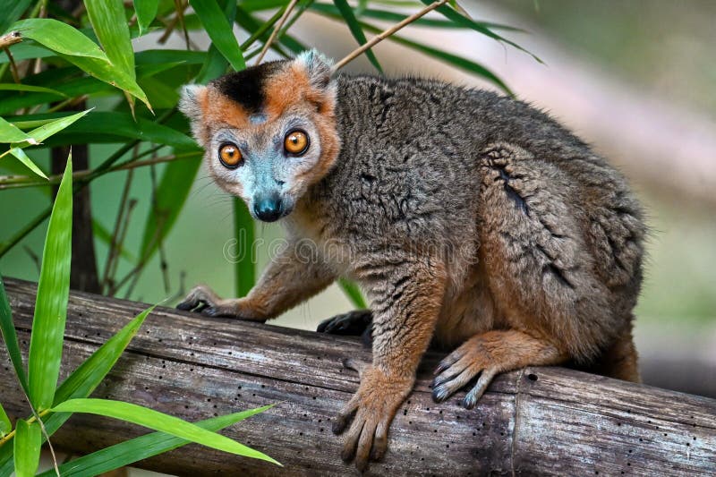 Crowned Lemur Eulemur Coronatus, Endemic Lemur from Northern Madagascar ...