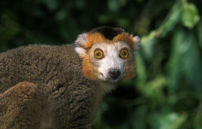 Crowned Lemur, Eulemur Coronatus, Portrait of Adult Stock Image - Image ...