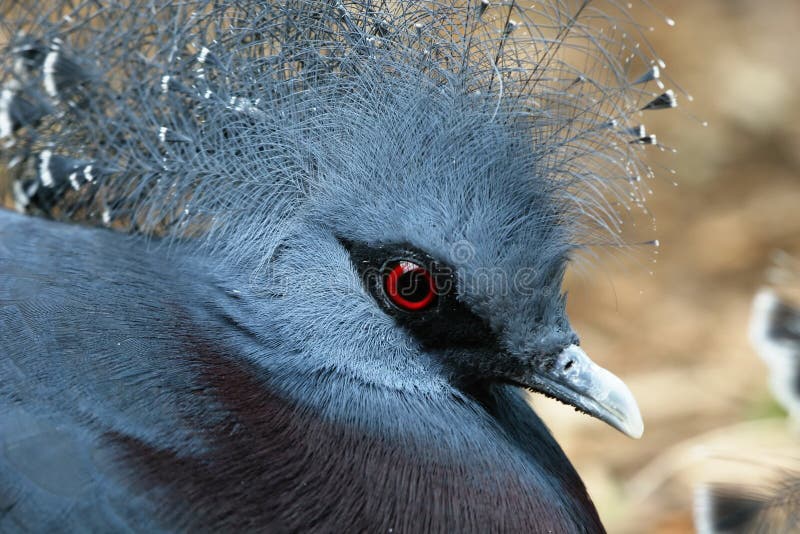 Crowned Pigeon stock photo. Image of nature, crowned - 25299330