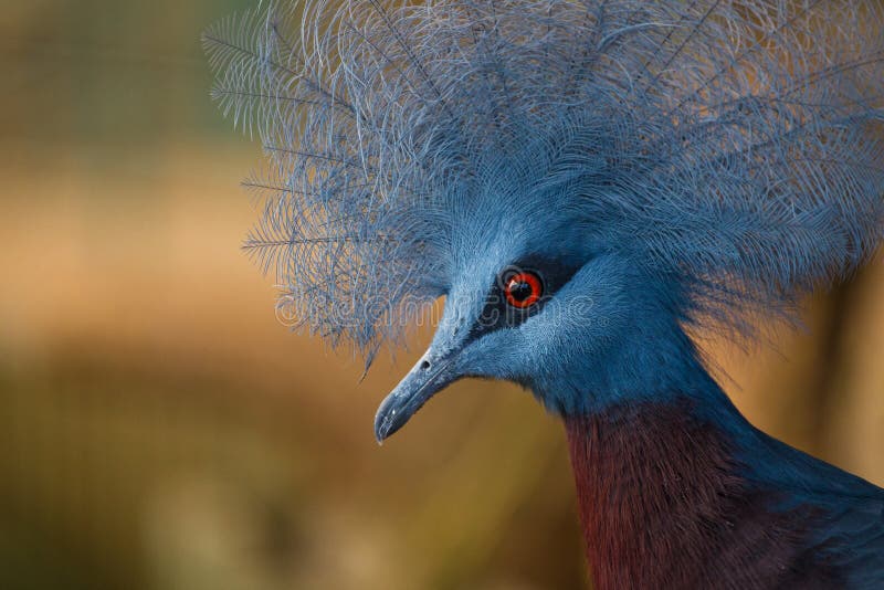 Crowned Sclater bird stock image. Image of outdoor, feather - 39243807