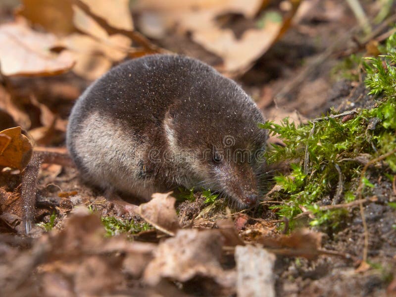 Crowned shrew stock photo. Image of hairy, cute, coronatus - 25448590