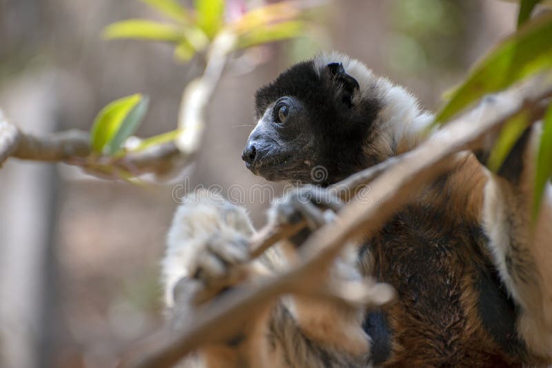 Crowned Sifaka Lemur Propithecus Coronatus . Wild Nature.Close Up ...