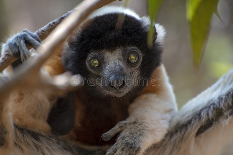 Crowned Sifaka Lemur Propithecus Coronatus . Wild Nature.Close Up ...