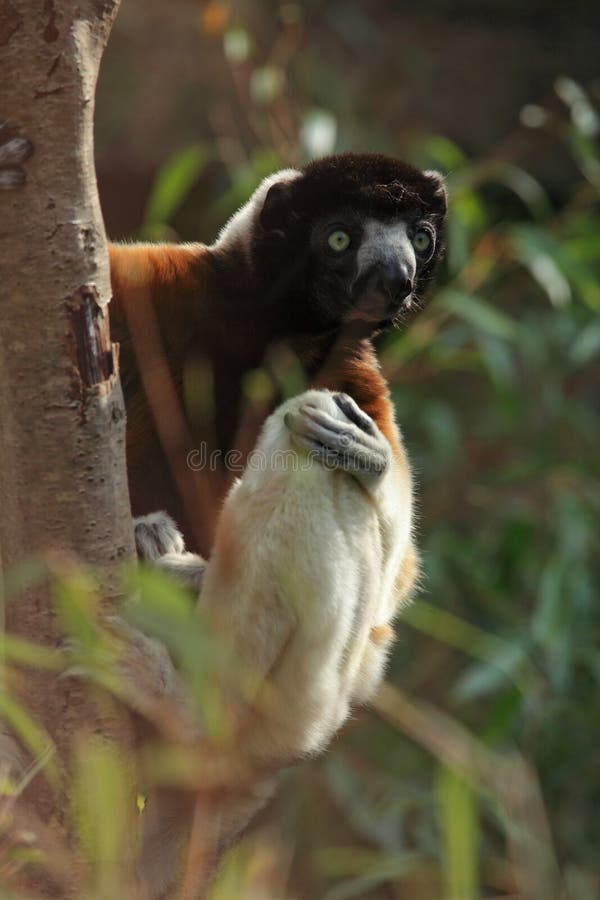 Crowned Sifaka (Propithecus Coronatus) Stock Image - Image of tree ...