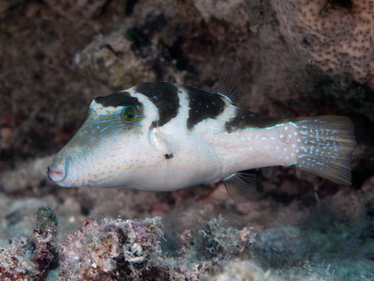 Crowned toby stock photo. Image of toby, reef, exotic - 31414546