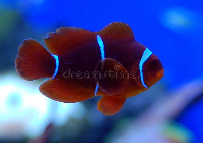 Crown fish stock image. Image of grass, beach, sanctuary - 29202839