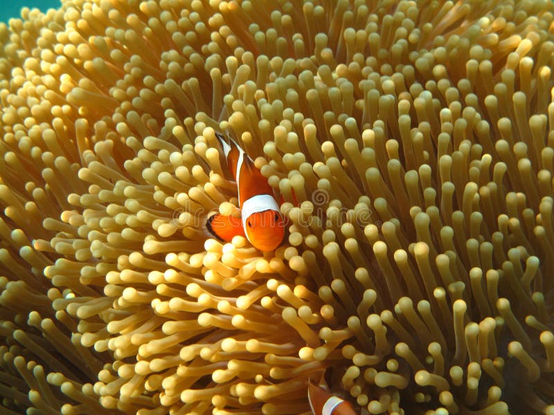 Nemo Swimming Dentro De Anemone Underwater Imagen de archivo - Imagen de salto, anémona: 110655591