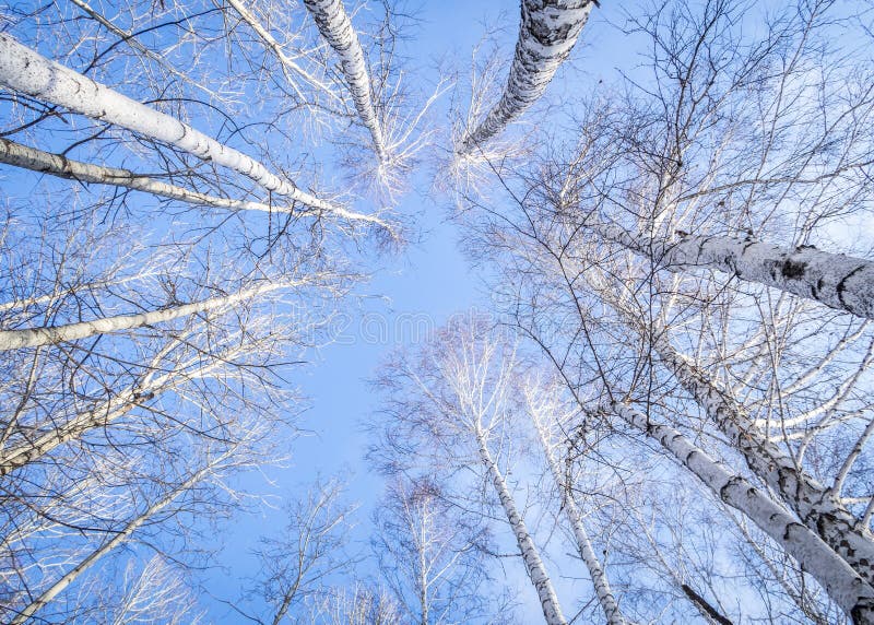Crowns of Birch Trees Striving To Blue Winter Sky Stock Image - Image ...
