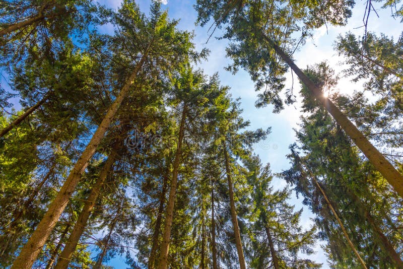 Sunset Lush Green Forest Upward View Tall Trees Stock Photos - Free ...