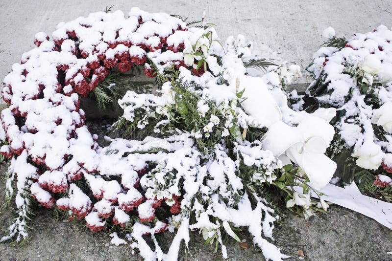 Crowns flowers snowfall stock photo. Image of bloom, isolated - 50512542