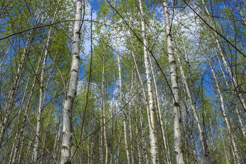 Crowns of Green Spring Birches Stock Photo - Image of foliage, crown ...