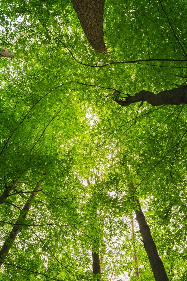 The Crowns of Green Trees Seen from Below Stock Image - Image of season ...