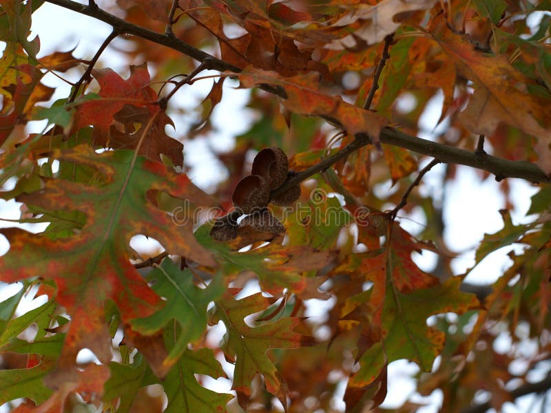 Dropped Acorns Stock Photos - Free & Royalty-Free Stock Photos from ...