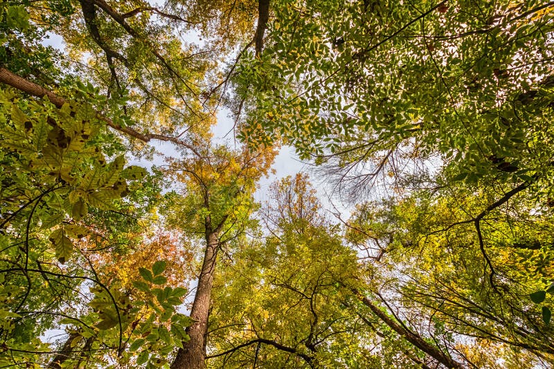 Crowns of High Autumn Trees Go High Up Stock Image - Image of botanical ...