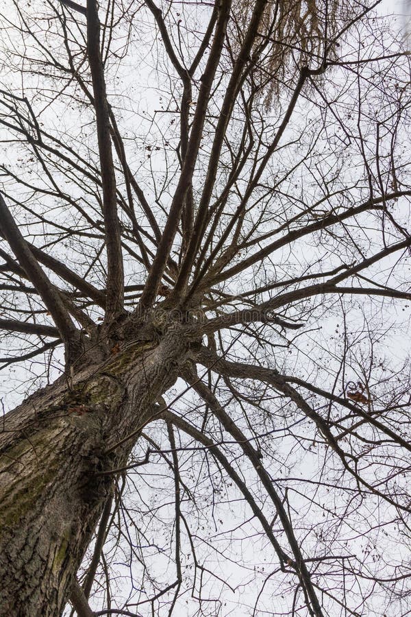 Crowns of Old Trees without Leaves. Bare Branches Stock Photo - Image ...