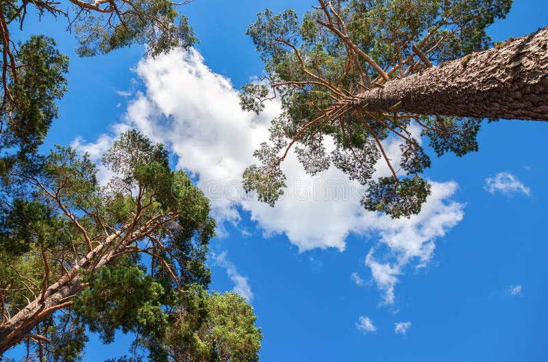 Crowns of Tall Pine Trees Above His Head Against Blue Sky Stock Image ...