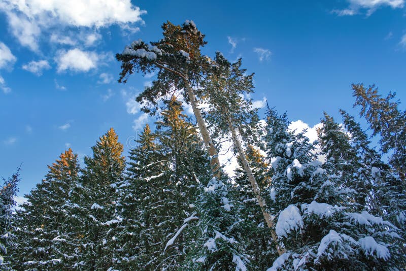 Crowns of Tall Spruce and Pine Trees Covered with Snow Against a ...