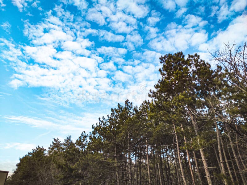 Crowns of Tall Trees Above Head in the Forest Against a Blue Sky. Low ...