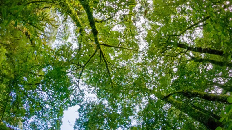 Tall Trees and a Path in the Park with Falling Snow, Blue Color. Stock ...