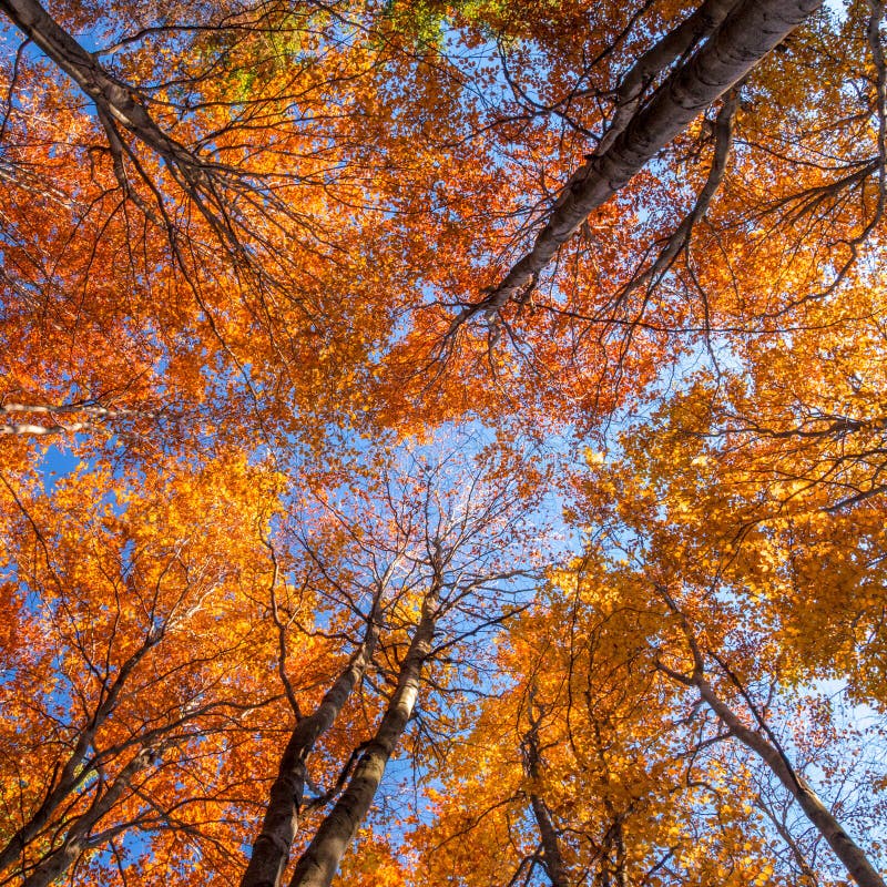 Crowns of trees stock image. Image of park, plant, scenic - 103529975