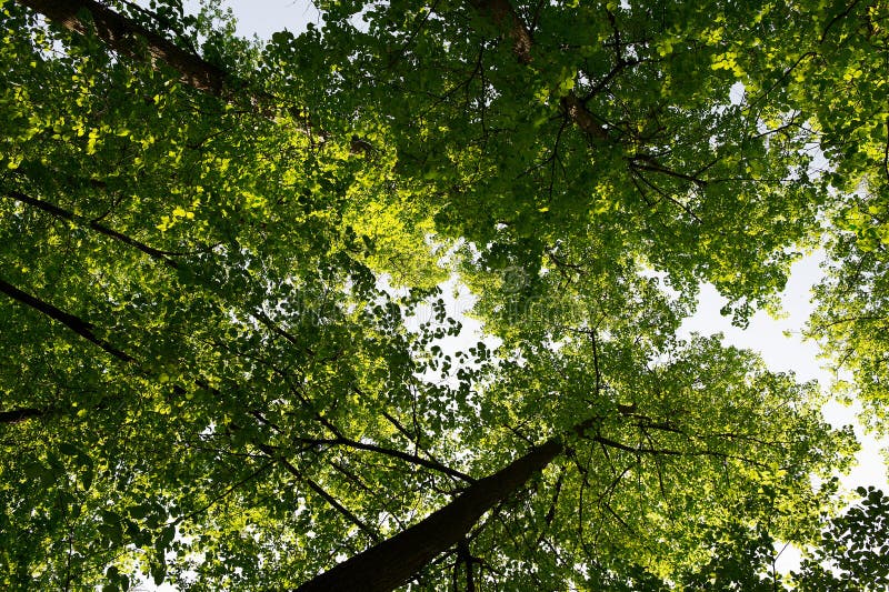 Crowns of Trees in the Forest Stock Image - Image of green, trunk: 14314877