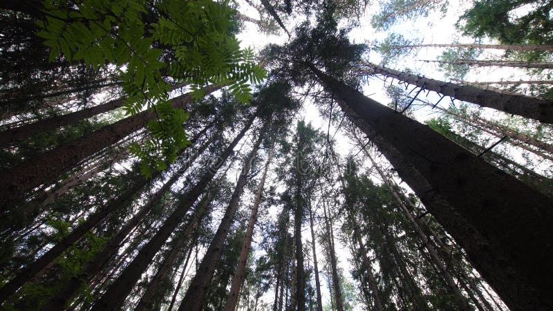 Crowns of Trees in the Forest Stock Image - Image of plant, wood: 125420295