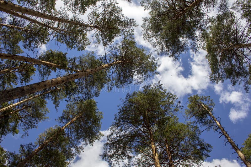 Crowns of trees overhead stock image. Image of birches - 218399237