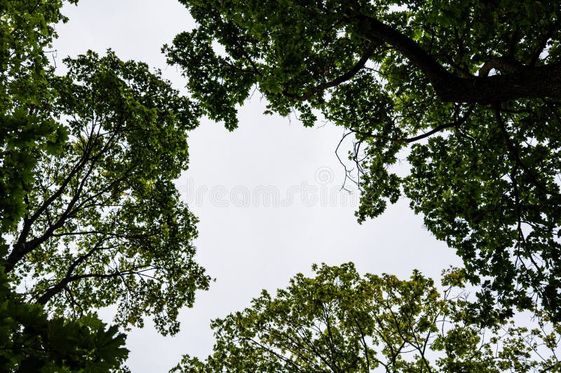 The Crowns of the Trees. Treetops from Bottom To Top. Trees Sky Foliage ...