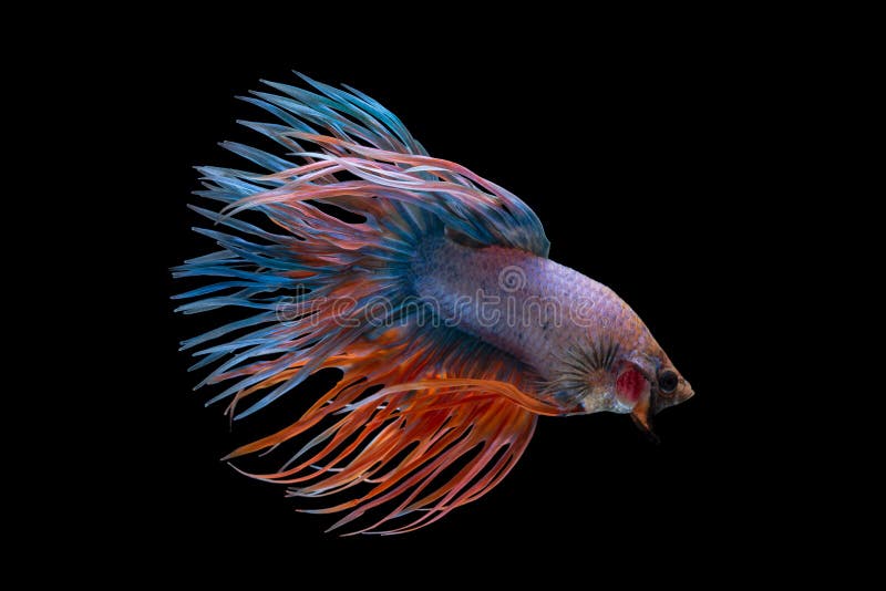 Crowntail Fancy Betta Fish stock photo. Image of color - 86737834