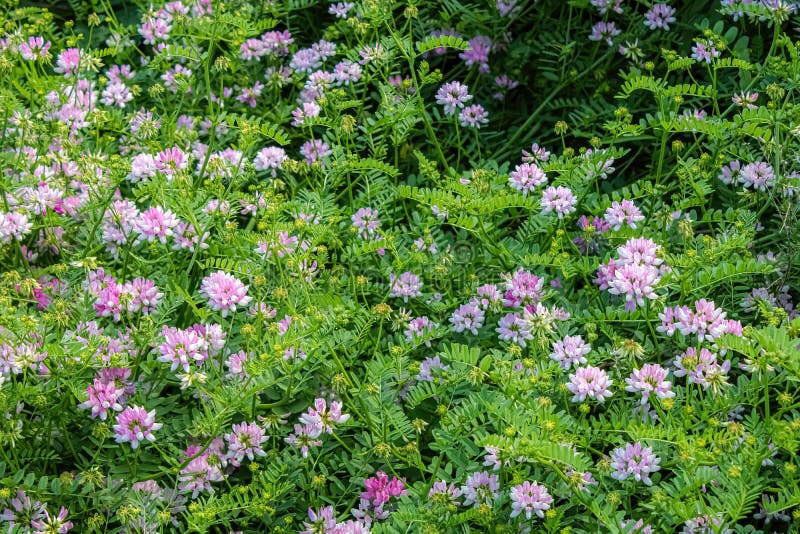 Crownvetch in the Wilderness during Summer Stock Image - Image of fresh ...