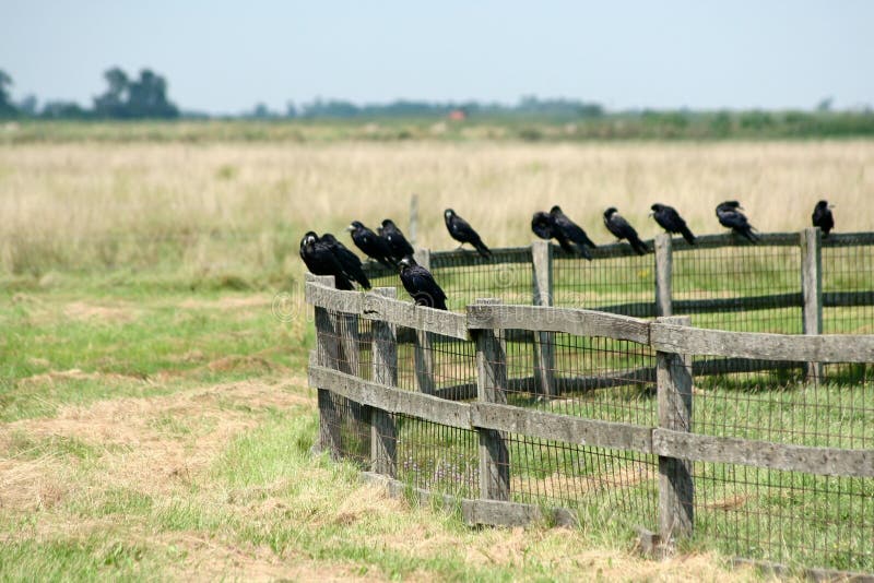 Crows stock photo. Image of natural, animal, rest, wings - 21261238