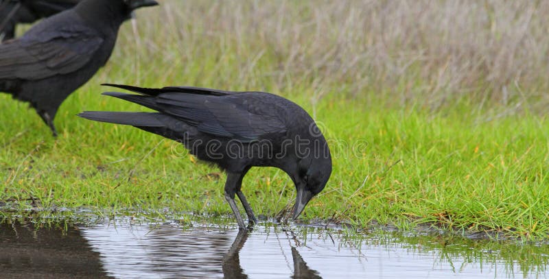 3,049 Raven Water Stock Photos - Free & Royalty-Free Stock Photos from ...