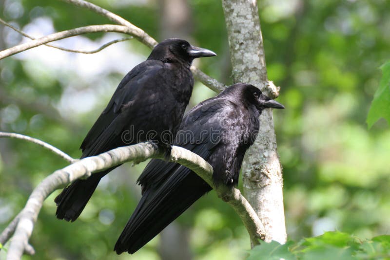 Love Crows stock image. Image of beaks, together, togetherness - 4839965