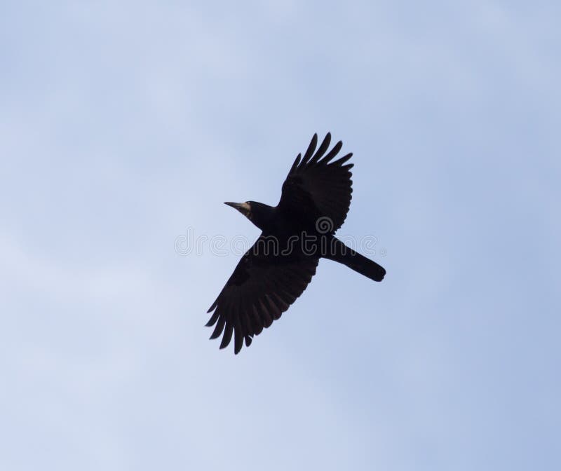 Crows on the Background of the Sky with Clouds Stock Image - Image of ...