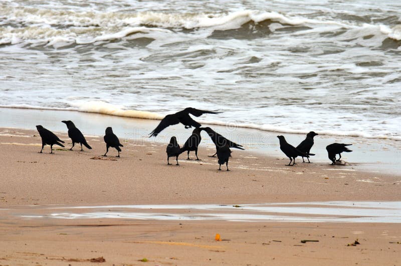 Crows stock image. Image of beach, crows, waves, black - 80053195