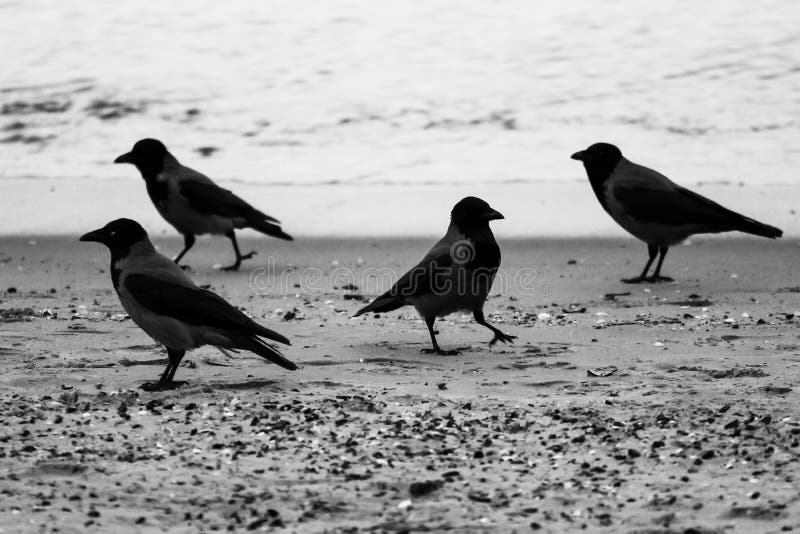 Crows on the beach stock image. Image of white, city - 213376251