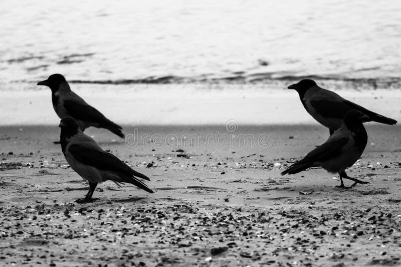 Crows on the beach stock photo. Image of coastline, white - 213376230