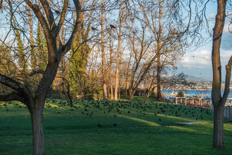 Crows at Beer Sheva Park 2 stock photo. Image of crows - 111956766