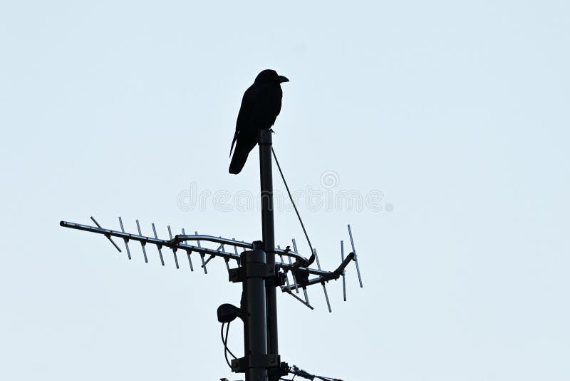 Crows. Bird Background Image Stock Image - Image of corvid, single ...