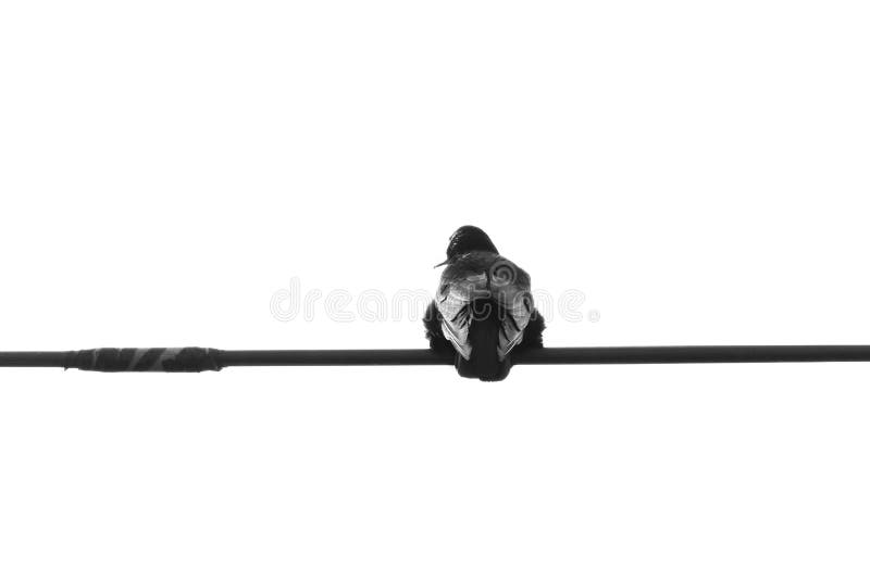 Crows. Bird Background Image Stock Photo - Image of flight, corvid ...