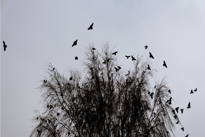 Crows stock image. Image of birds, congestion, cold, pack - 47764247