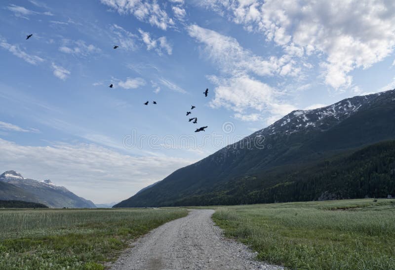 Crows Chasing an Eagle Near Dyea Alaska in Summer Stock Image - Image ...