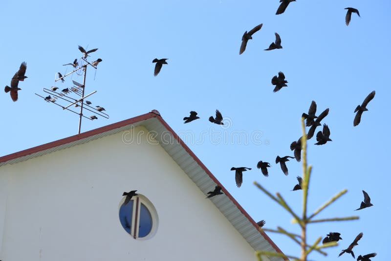 Crows are Circling Around the House Stock Photo - Image of birds ...
