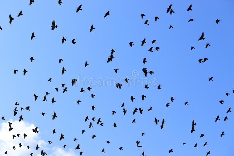 Crows are Circling Around the House Stock Photo - Image of migrating ...