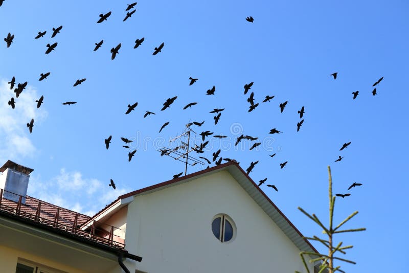 Crows are Circling Around the House Stock Image - Image of ancient ...