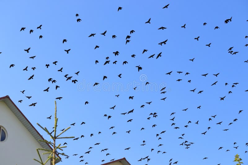 Crows are Circling Around the House Stock Photo - Image of landscape ...