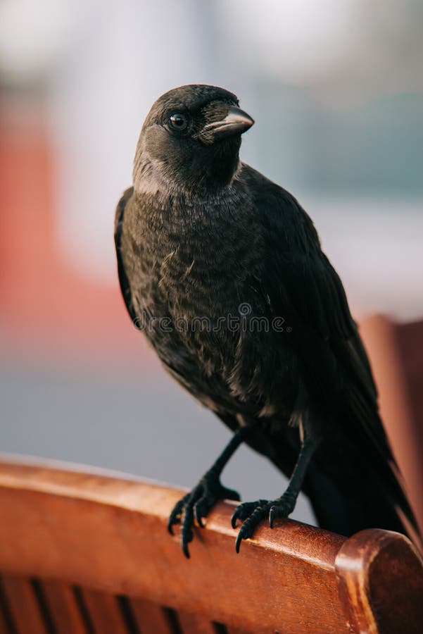 One crow in the city stock photo. Image of jackdaw, corvus - 106591676
