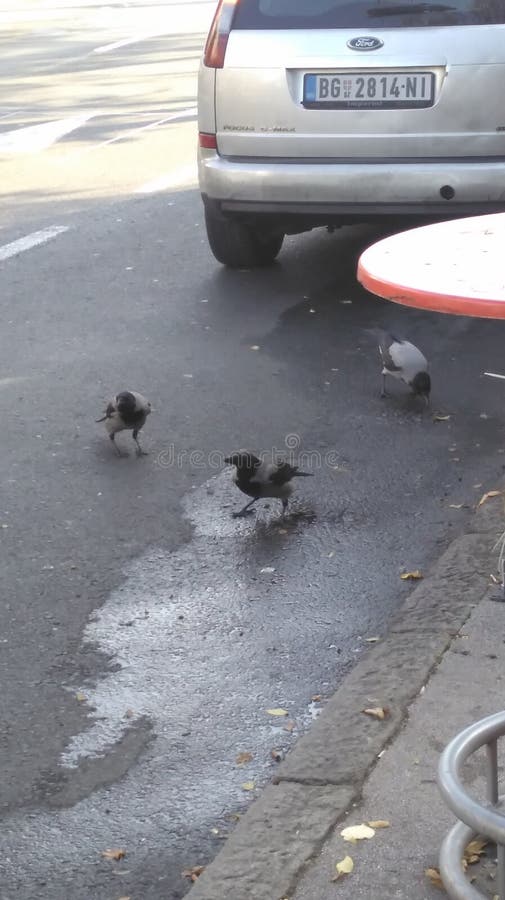 Crows in the city stock image. Image of city, asphalt - 342751659