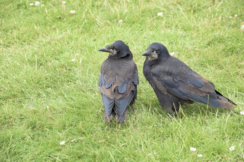 Crows, Two Black Brown Crows on Meadow. Stock Image - Image of wings ...