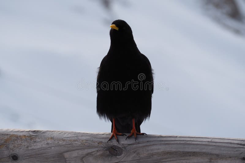 Crows in the Cold Snow on Mount Titlis Stock Image - Image of finch ...